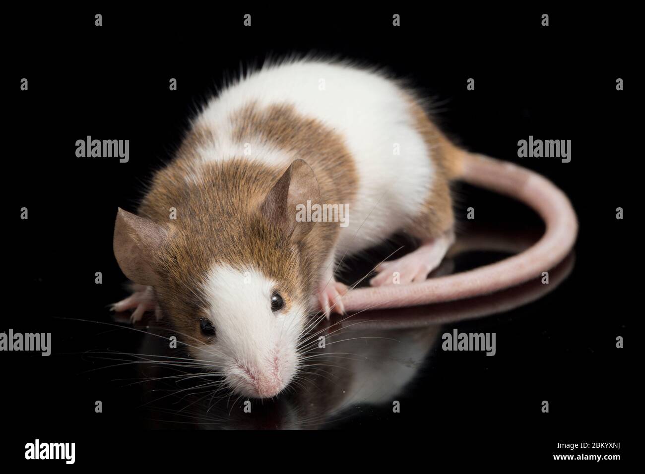 Brown And White Mouse High Resolution Stock Photography and Images - Alamy