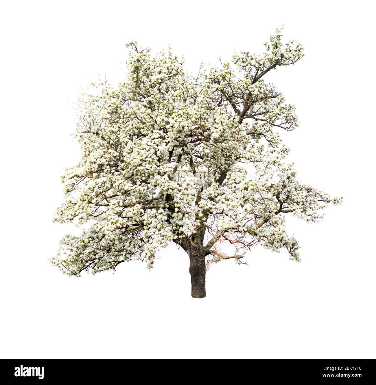 flowering pear tree isolated on white background Stock Photo - Alamy