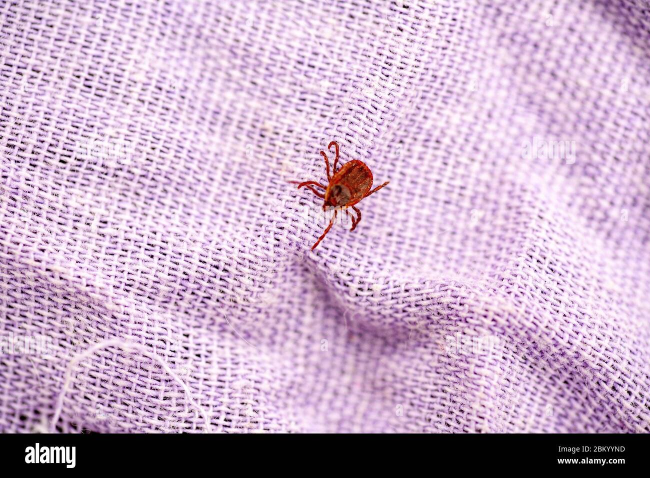 A true ixodid mite blood sucking parasite carrying the acarid disease ...