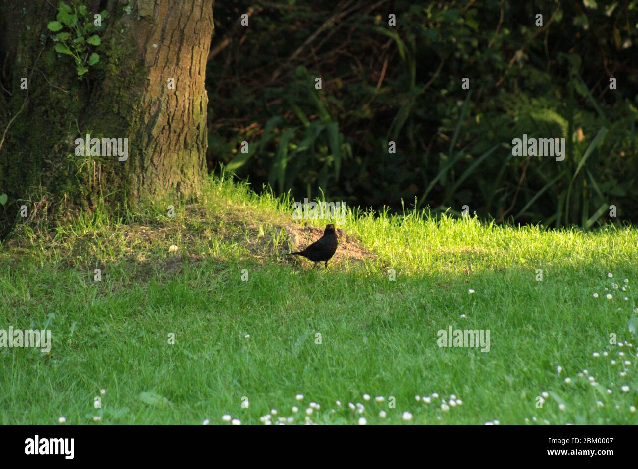 Vida silvestre en primavera hi-res stock photography and images - Alamy