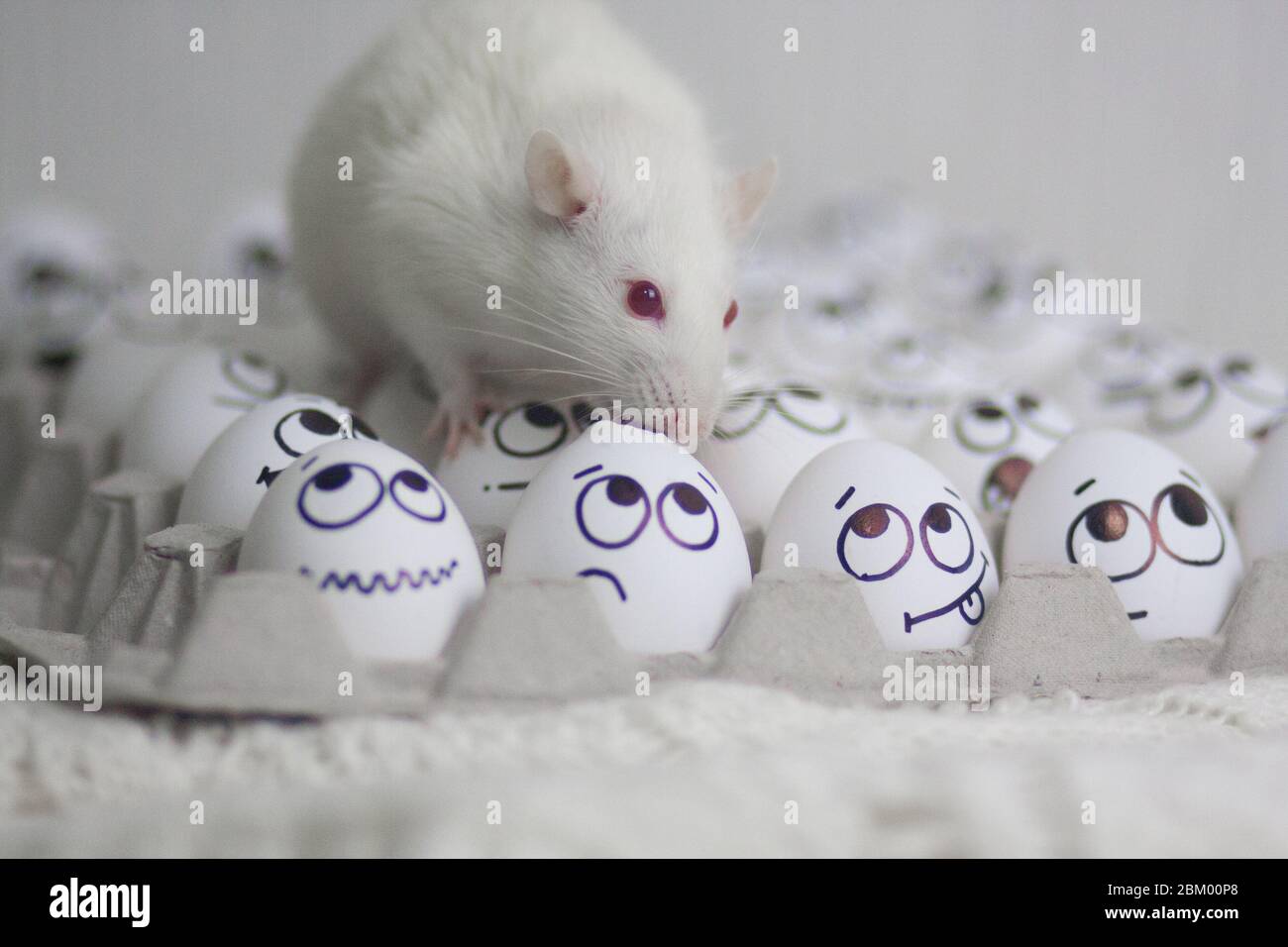 Fluffy rat on funny eggs with funny faces Stock Photo - Alamy