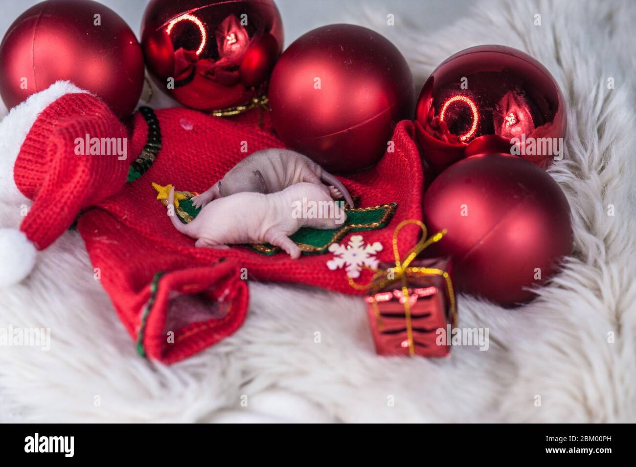 Small rat on a Christmas background. red crystal balls Stock Photo - Alamy
