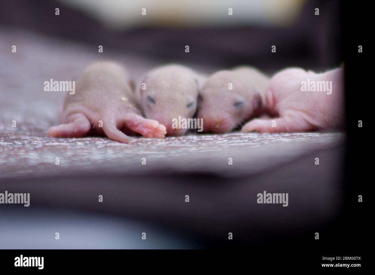 Rat family small side by side Stock Photo - Alamy