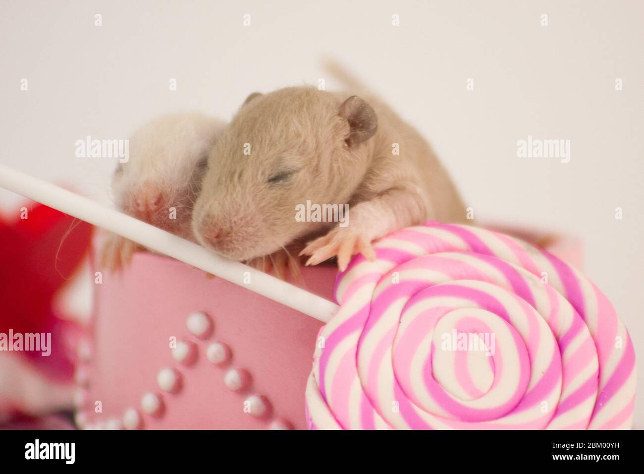 Rat with a big and sweet candy Stock Photo - Alamy