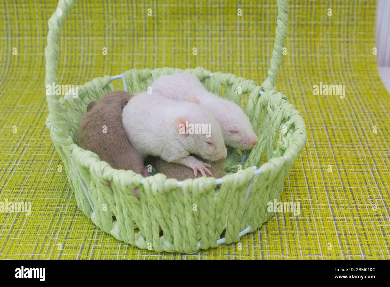 Rat in a green box. rat family Stock Photo - Alamy