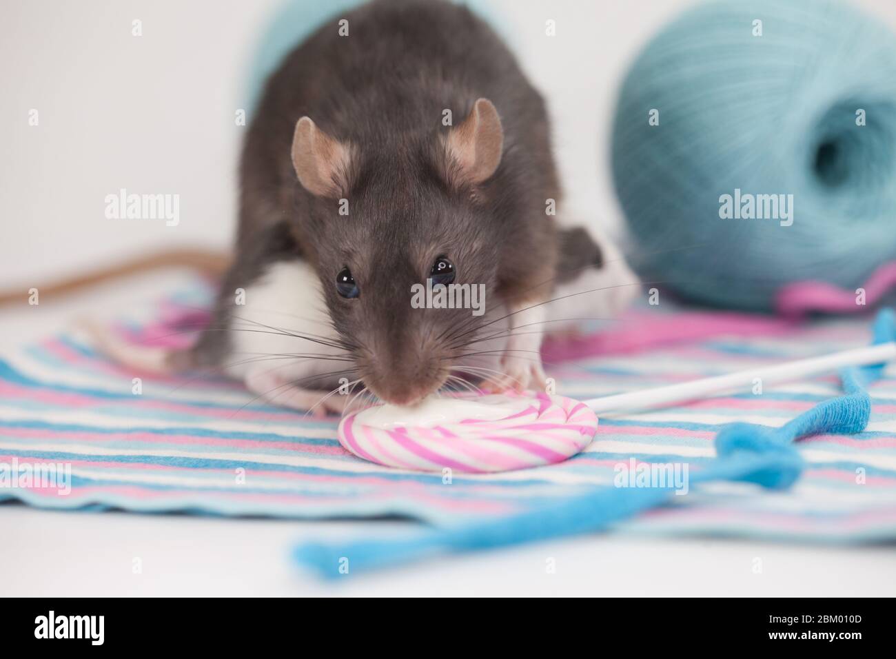 Rat with a big and sweet candy Stock Photo - Alamy