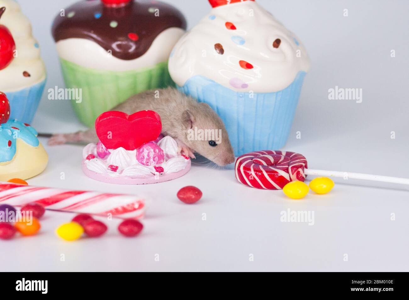 Rat with sweet candies. sweet tooth Stock Photo - Alamy