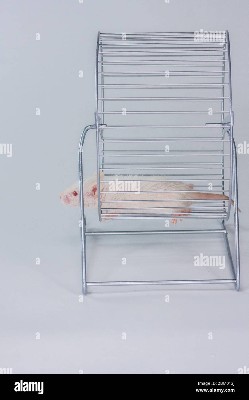 Laboratory rat wheel hi-res stock photography and images - Alamy