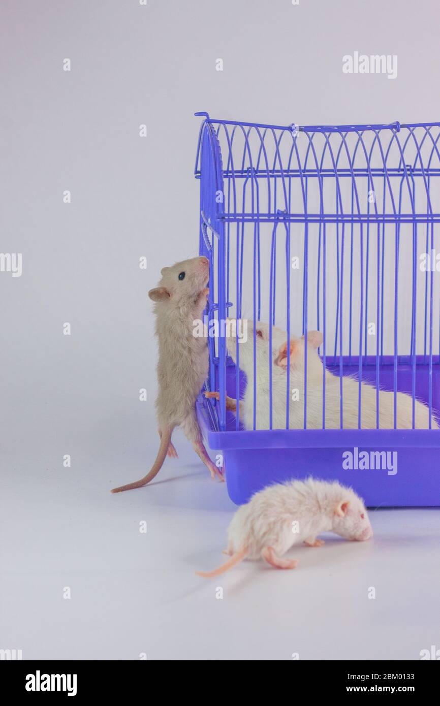White rat with a purple cage Stock Photo - Alamy
