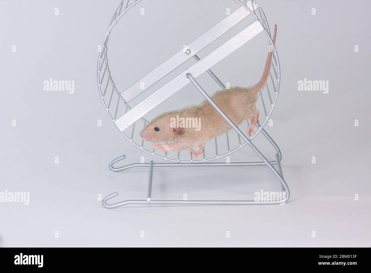 Laboratory rat wheel hi-res stock photography and images - Alamy