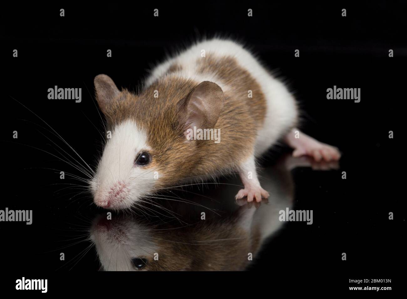 Brown And White Mouse High Resolution Stock Photography and Images - Alamy