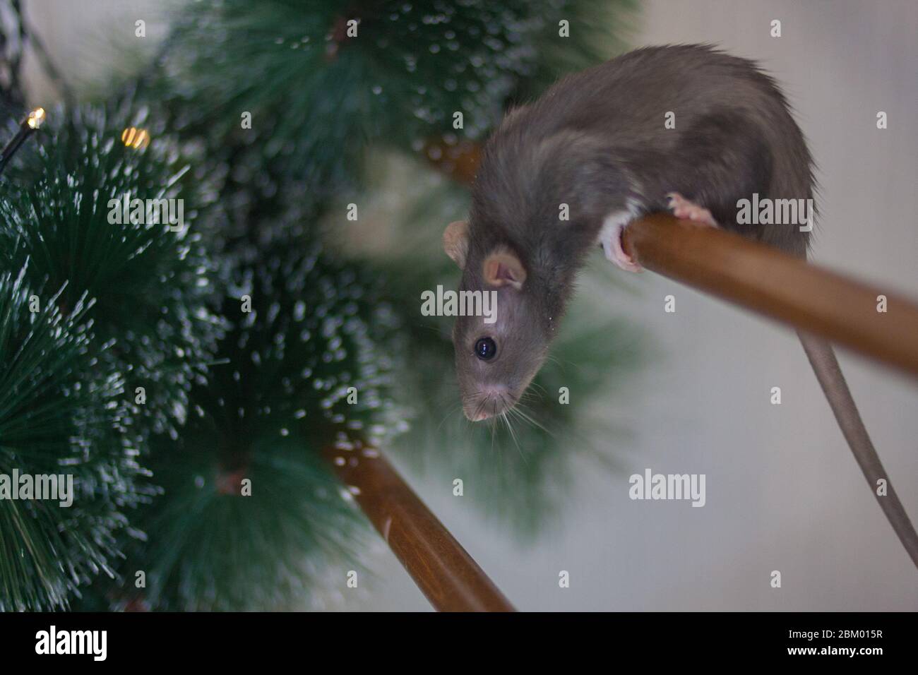 The gray rat rises up the stairs Stock Photo - Alamy