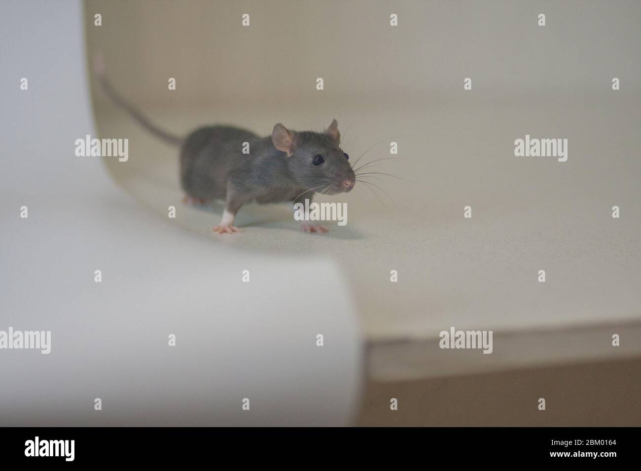 Cute white rat white paper hi-res stock photography and images - Alamy