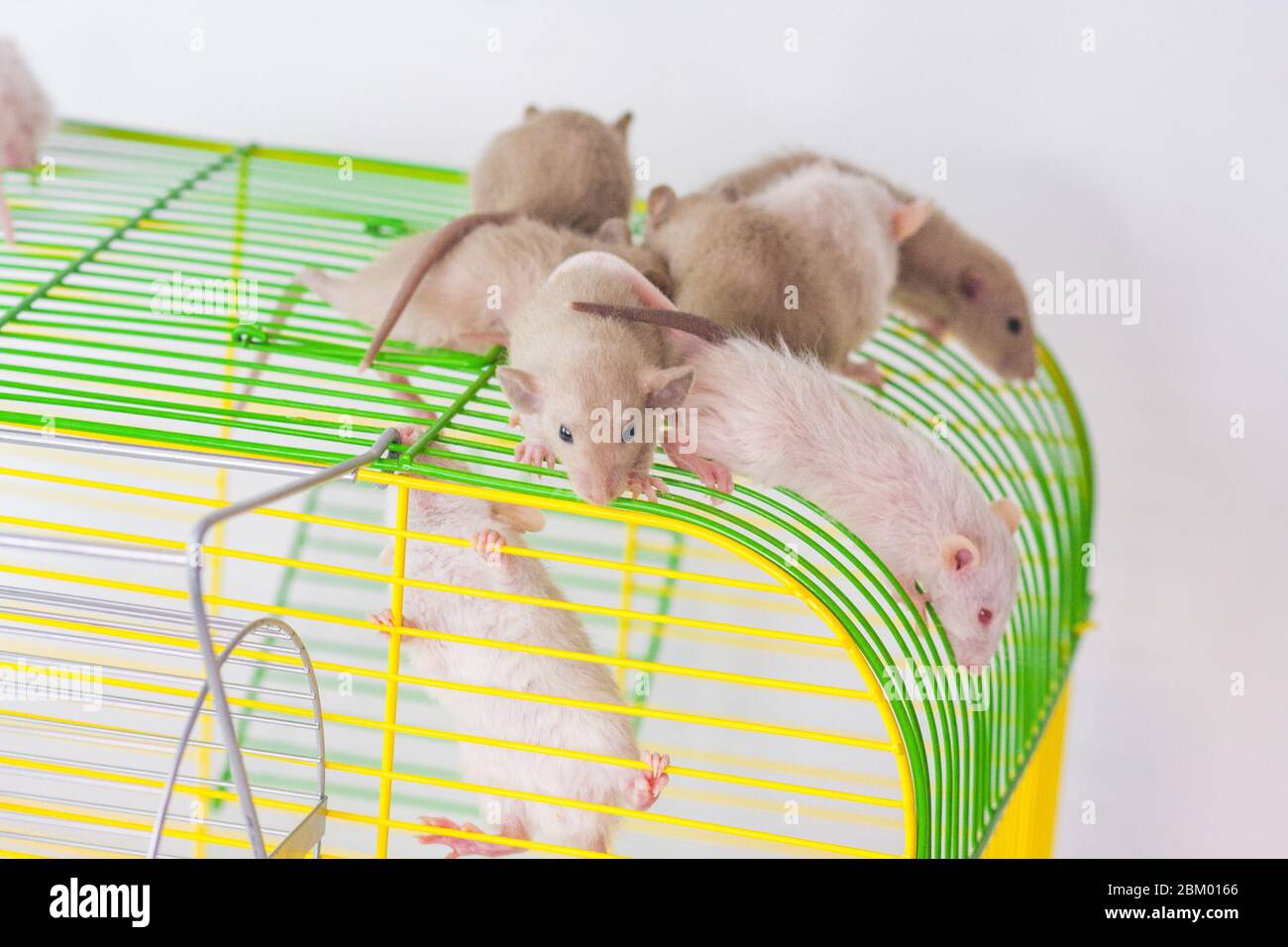 Rat family on a cage Stock Photo - Alamy