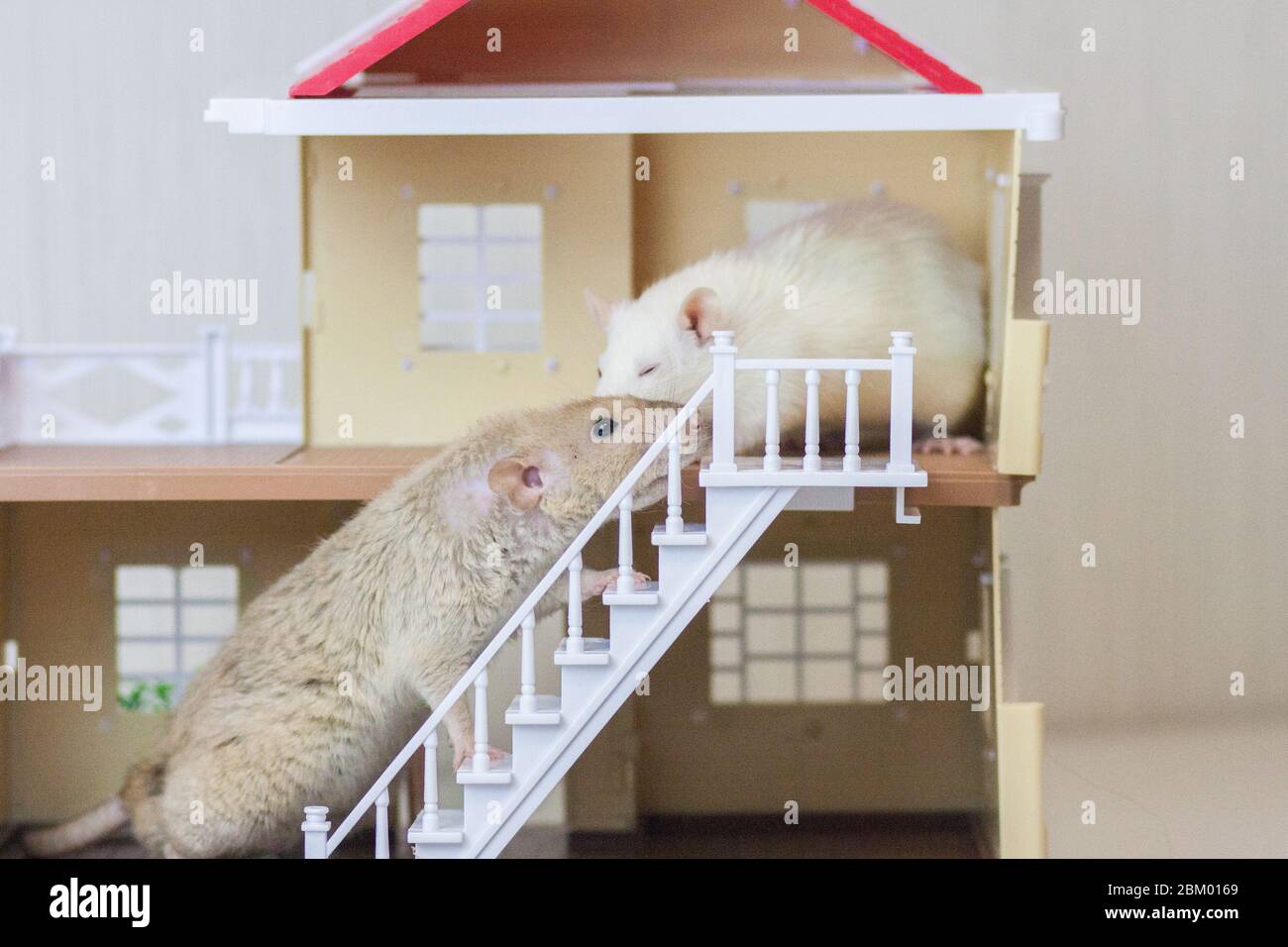 Rat family in a house Stock Photo - Alamy