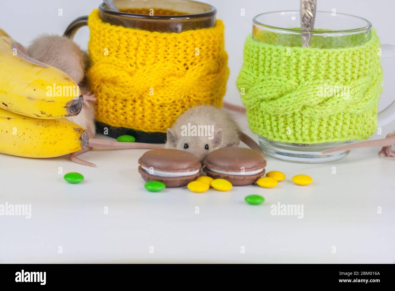 Rat on the table with food. Chocolate cookies Stock Photo - Alamy