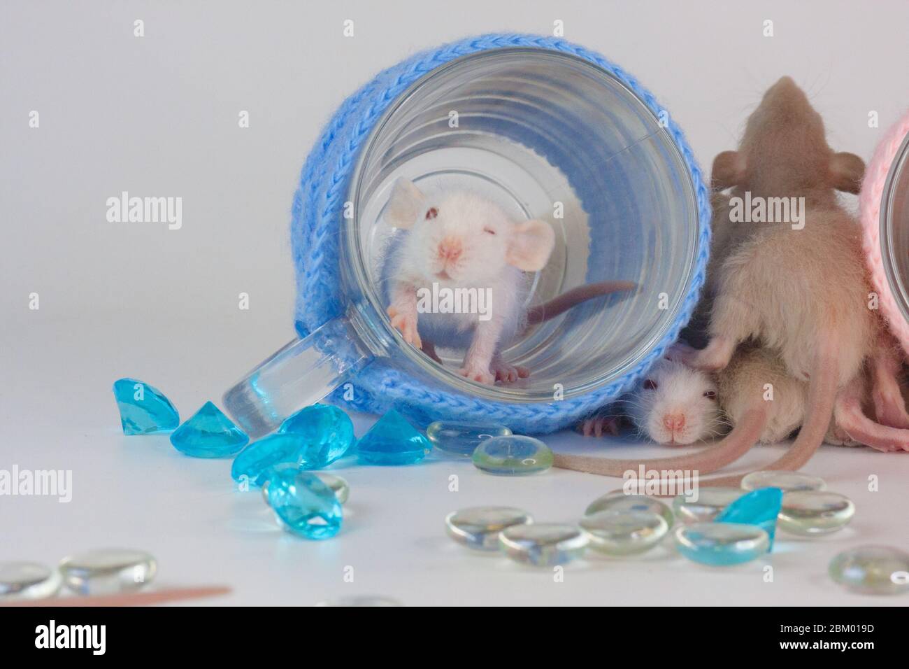 Tea Laboratory High Resolution Stock Photography and Images - Alamy