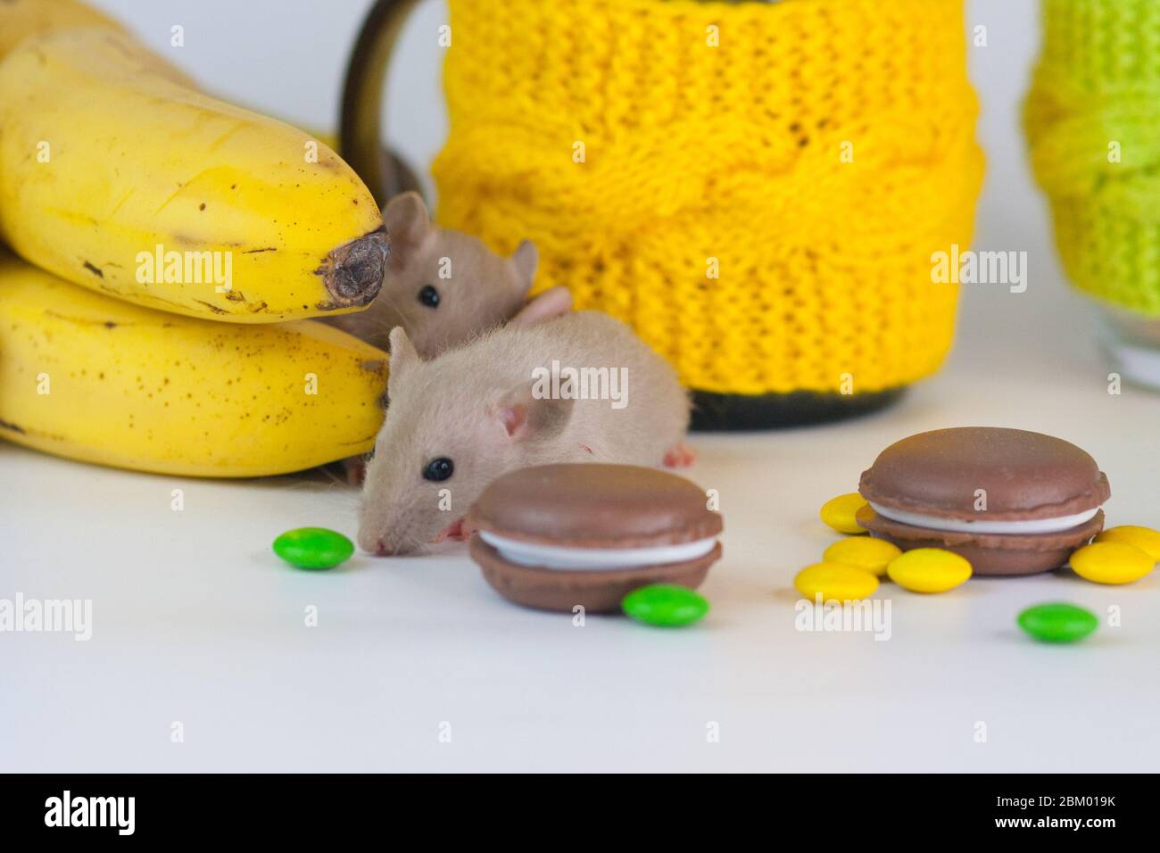 Rat on the table with food. Chocolate cookies Stock Photo - Alamy