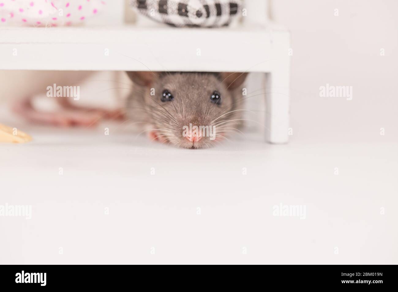 Self isolation concept. Little mouse hiding under a white bench Stock ...
