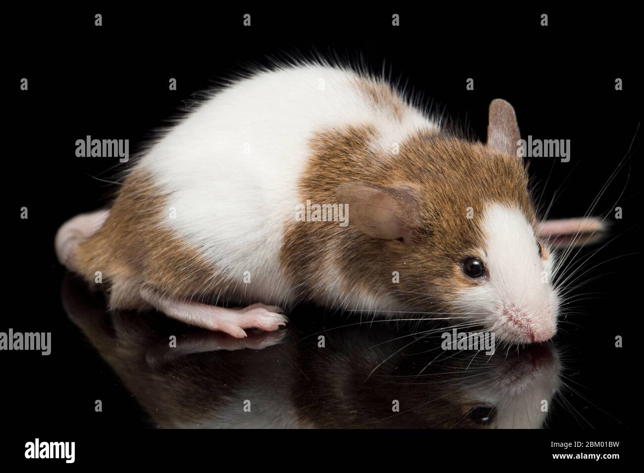 Brown white mouse isolated on black background Stock Photo - Alamy