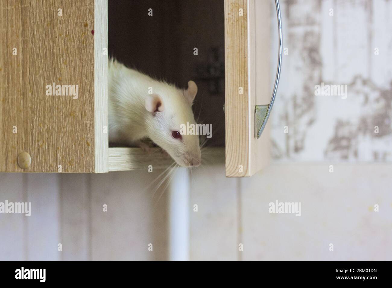 A white rat is hiding in a closet. Rodent and pest. Unsanitary ...