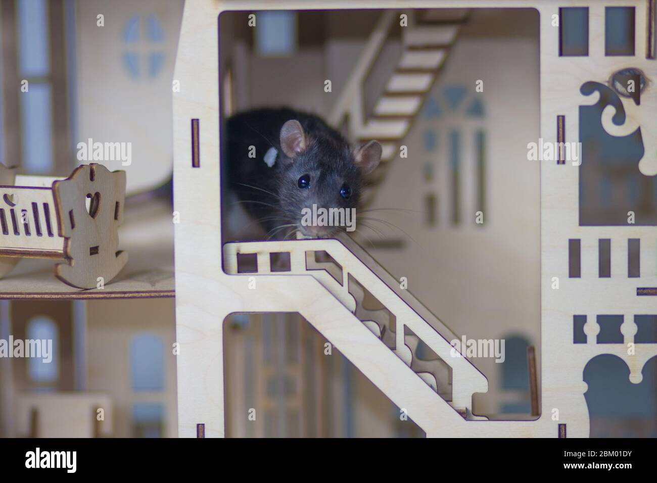 The gray rat in the house. Isolation concept Stock Photo - Alamy