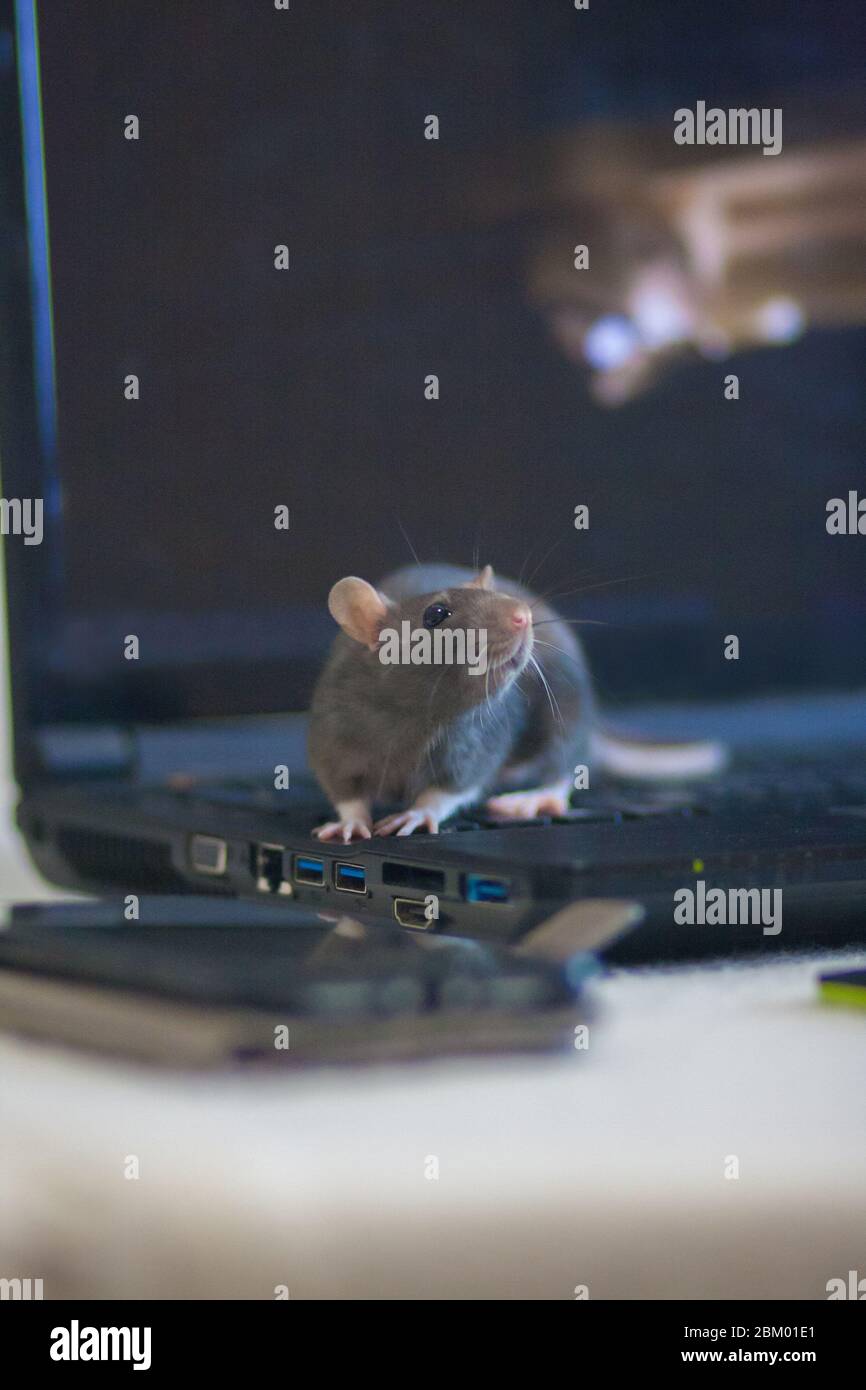 Rat hacker on a computer keyboard Stock Photo - Alamy