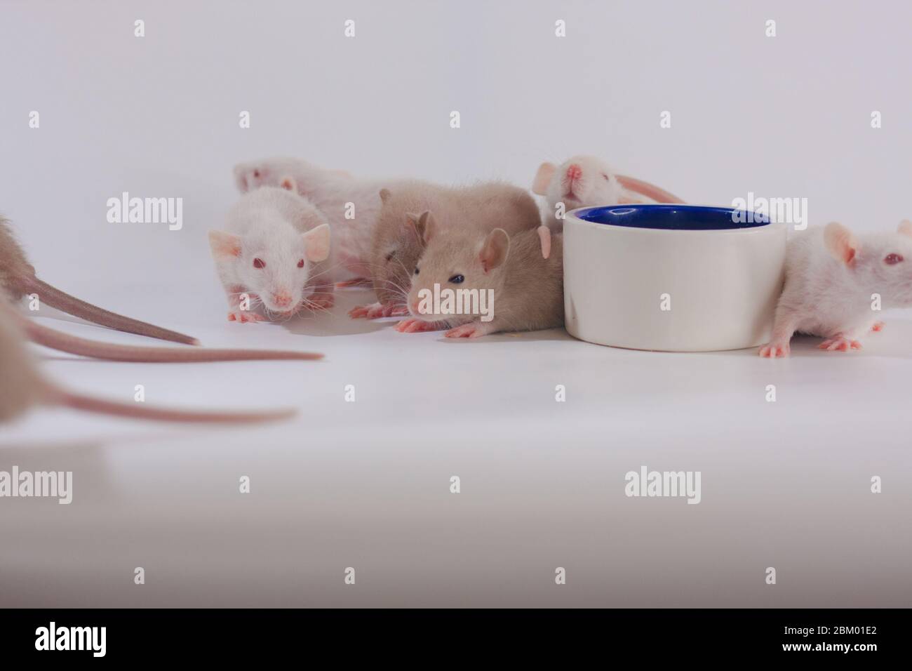 Rat family on a white background with a ceramic plate Stock Photo - Alamy