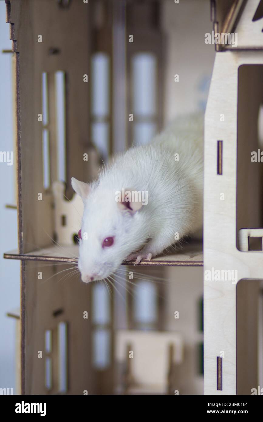 White rat in the house. Isolation concept Stock Photo - Alamy