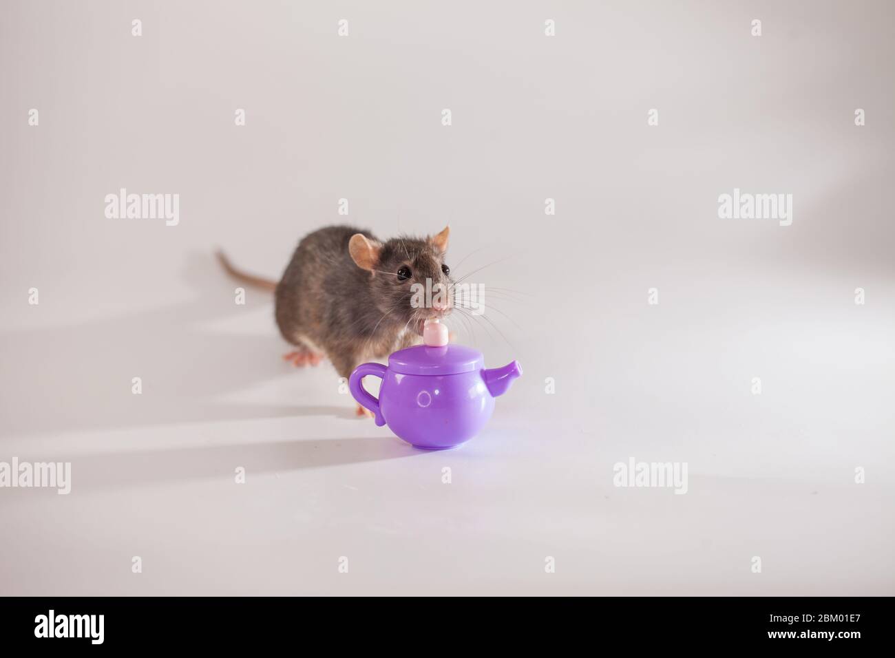 Gray rat with a violet teapot on a white background Stock Photo - Alamy