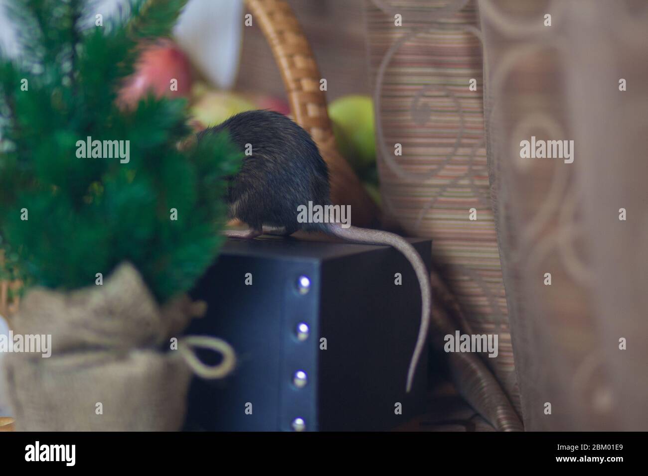 Hid and seek hi-res stock photography and images - Alamy