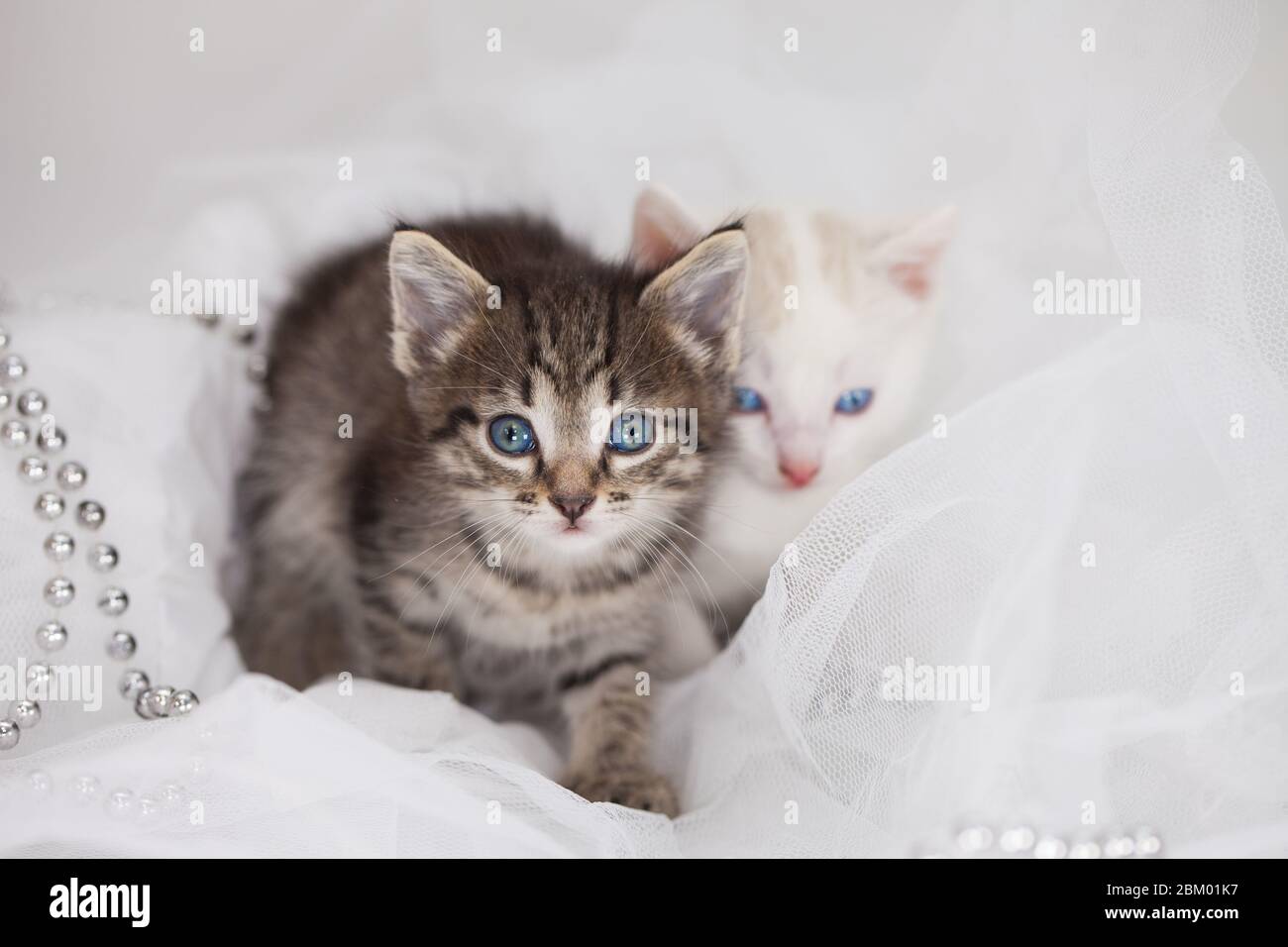 kittens together. Cute kittens together on a white background Stock ...