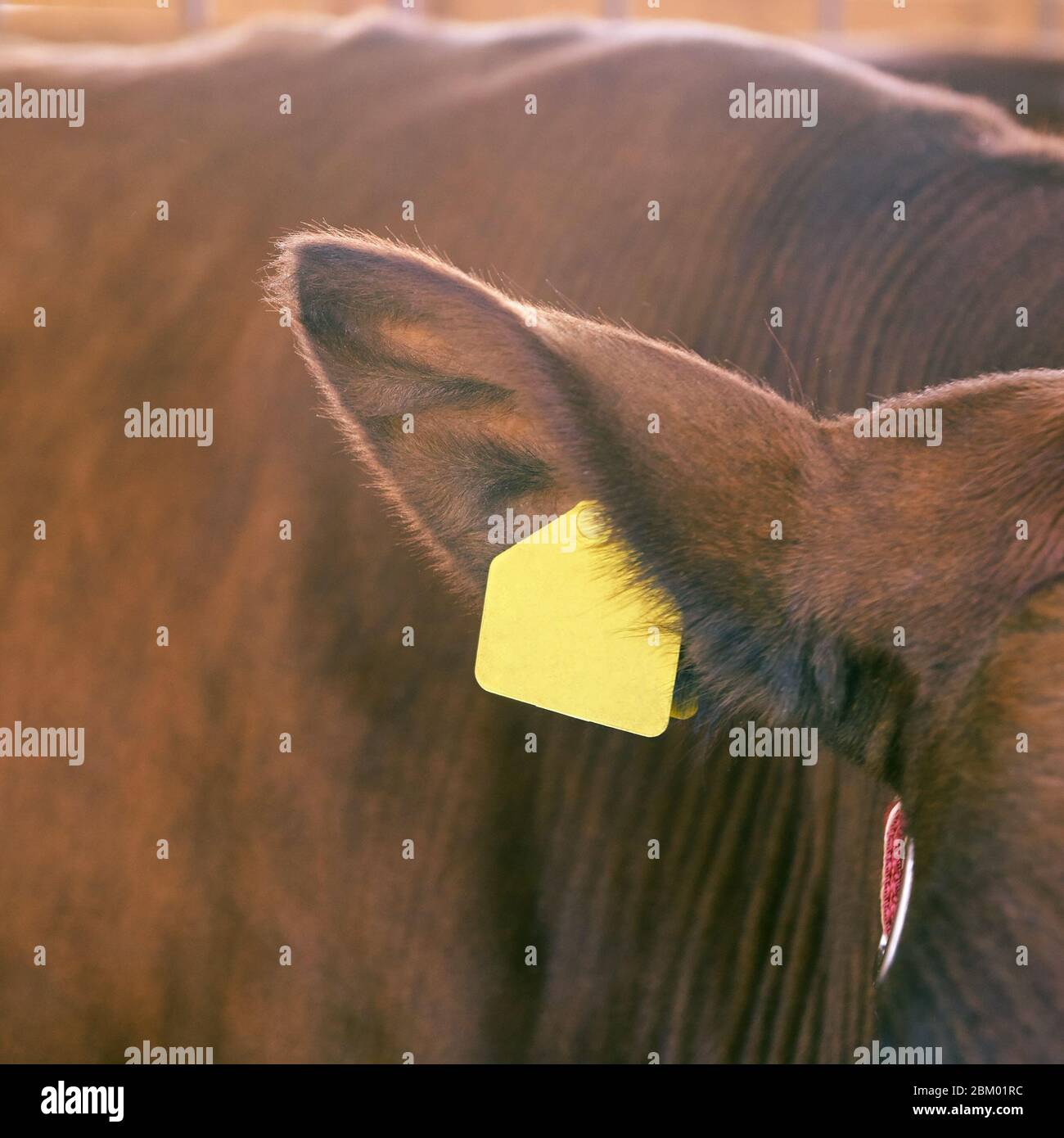 Agriculture animal sick. Cow portrait, beef meat. Milk kine. Ear tag ...