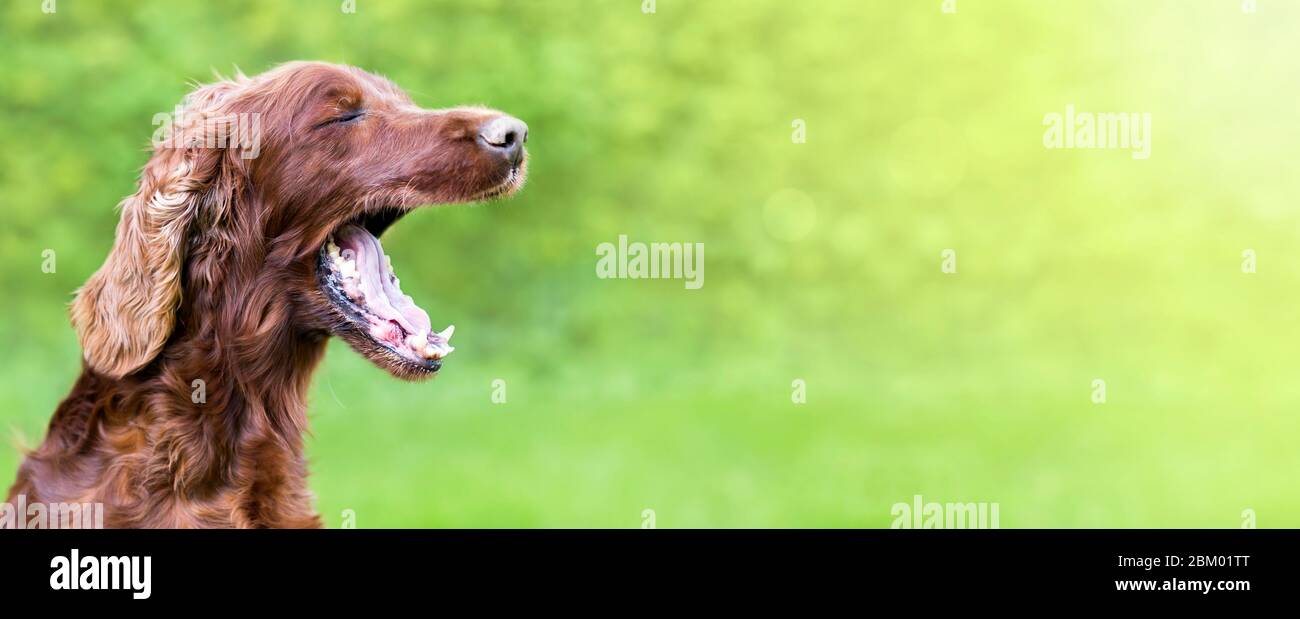 Funny Irish Setter dog yawning - web banner with copy space Stock Photo ...