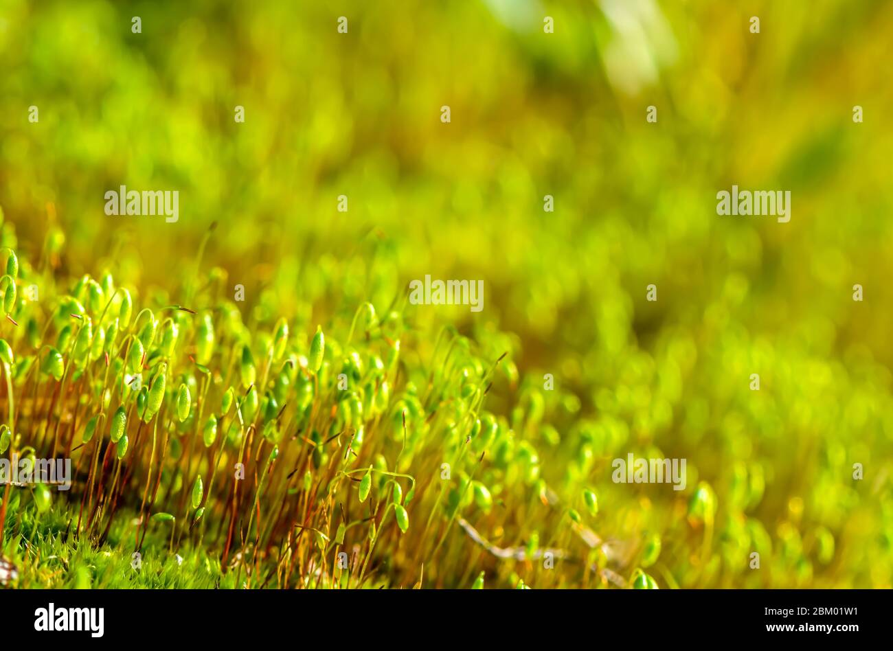 macro picture of beautiful moss spring background Stock Photo - Alamy