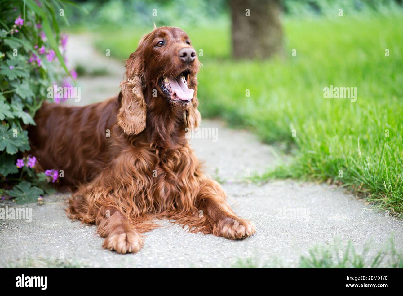 Happy smiling Irish Setter dog lying Stock Photo - Alamy
