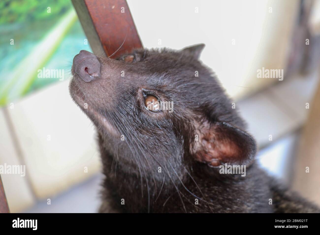 Close up of Palm Civet Luwak ležící na wooden chair in a coffee shop in ...