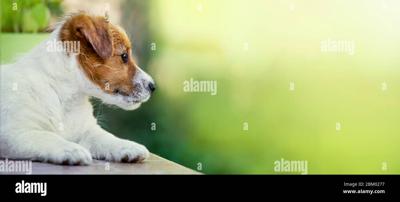 Cute jack russell terrier puppy dog thinking - web banner with copy ...