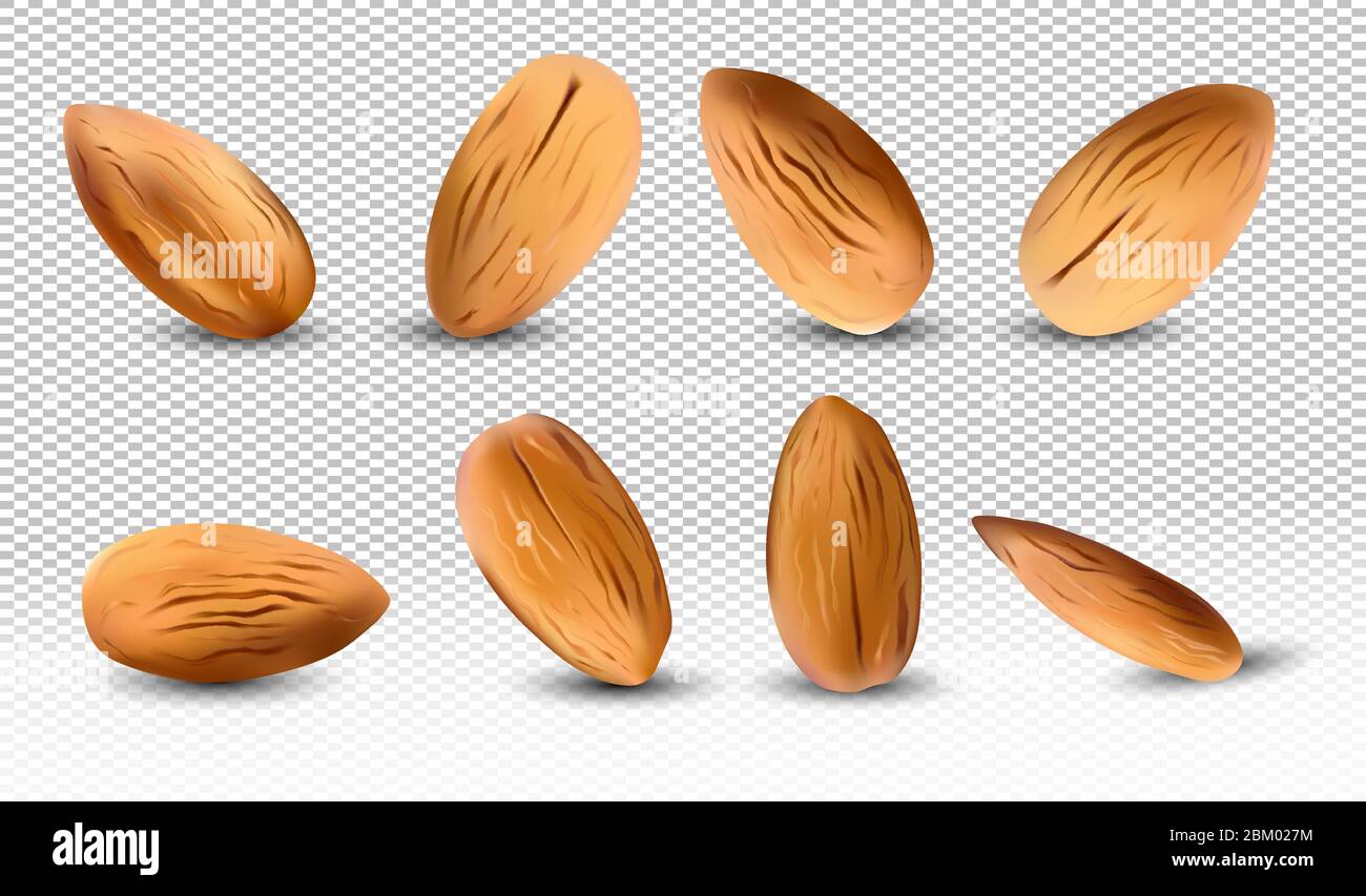 Collection peeled almond. 3D realistic almond from different angles ...