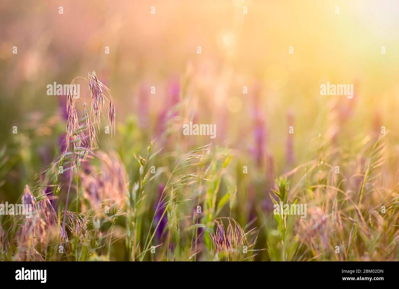 Grass blowing in wind sunset hi-res stock photography and images - Alamy