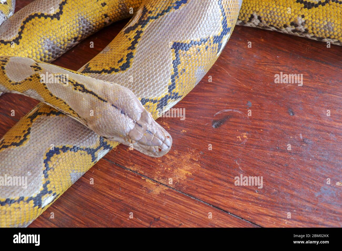 Portrait of a Albino reticulated python snake. Beautiful reptile. International Snake Day, July ...