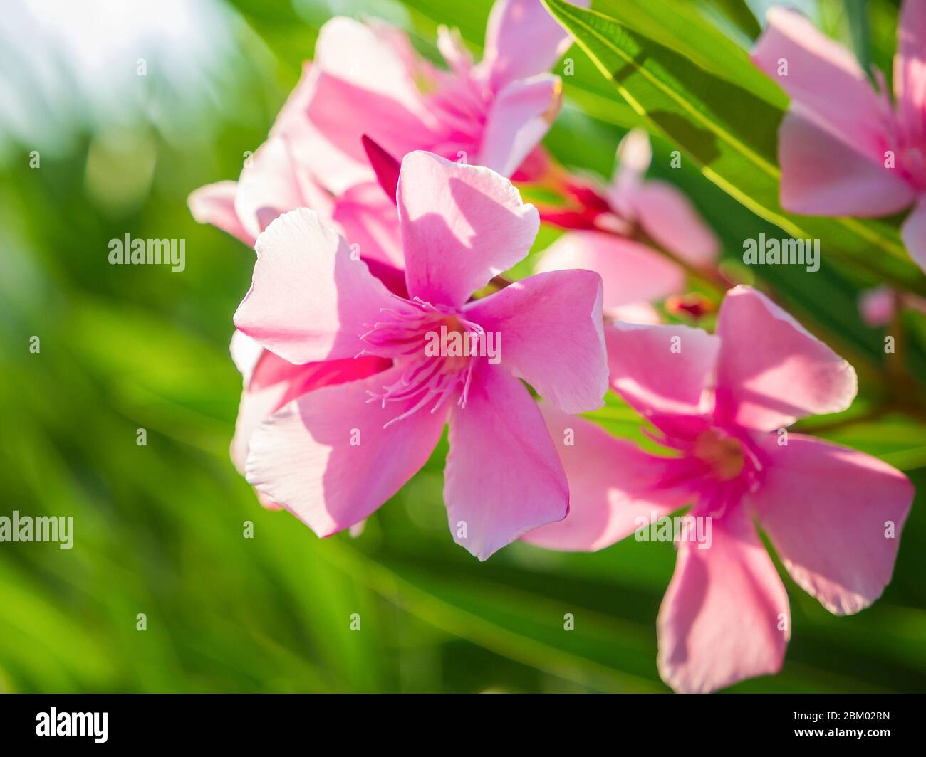 Close up photo of Pink oleander flower blossom on Santorini island ...