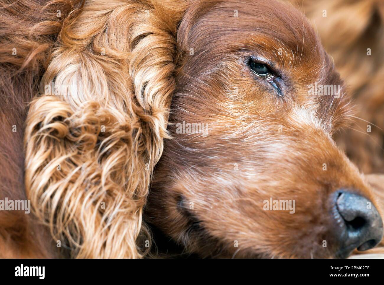 Sleepy setter hi-res stock photography and images - Alamy