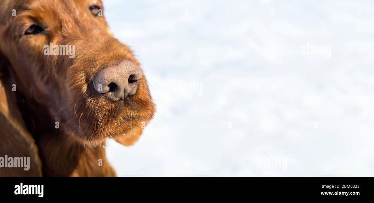 Nose of a cute Irish Setter dog - web banner with copy space Stock ...