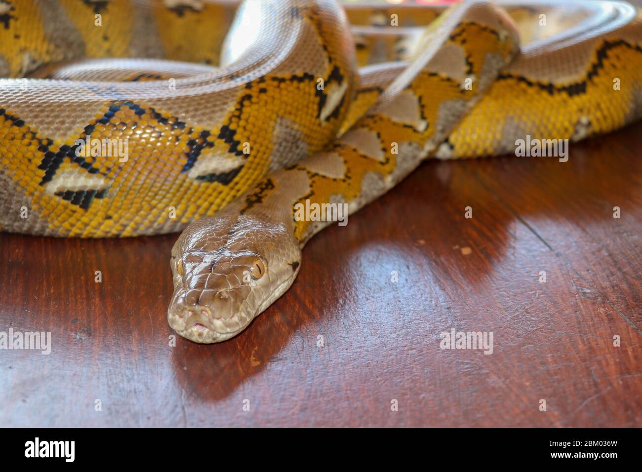 Portrait of a Albino reticulated python snake. Beautiful reptile ...