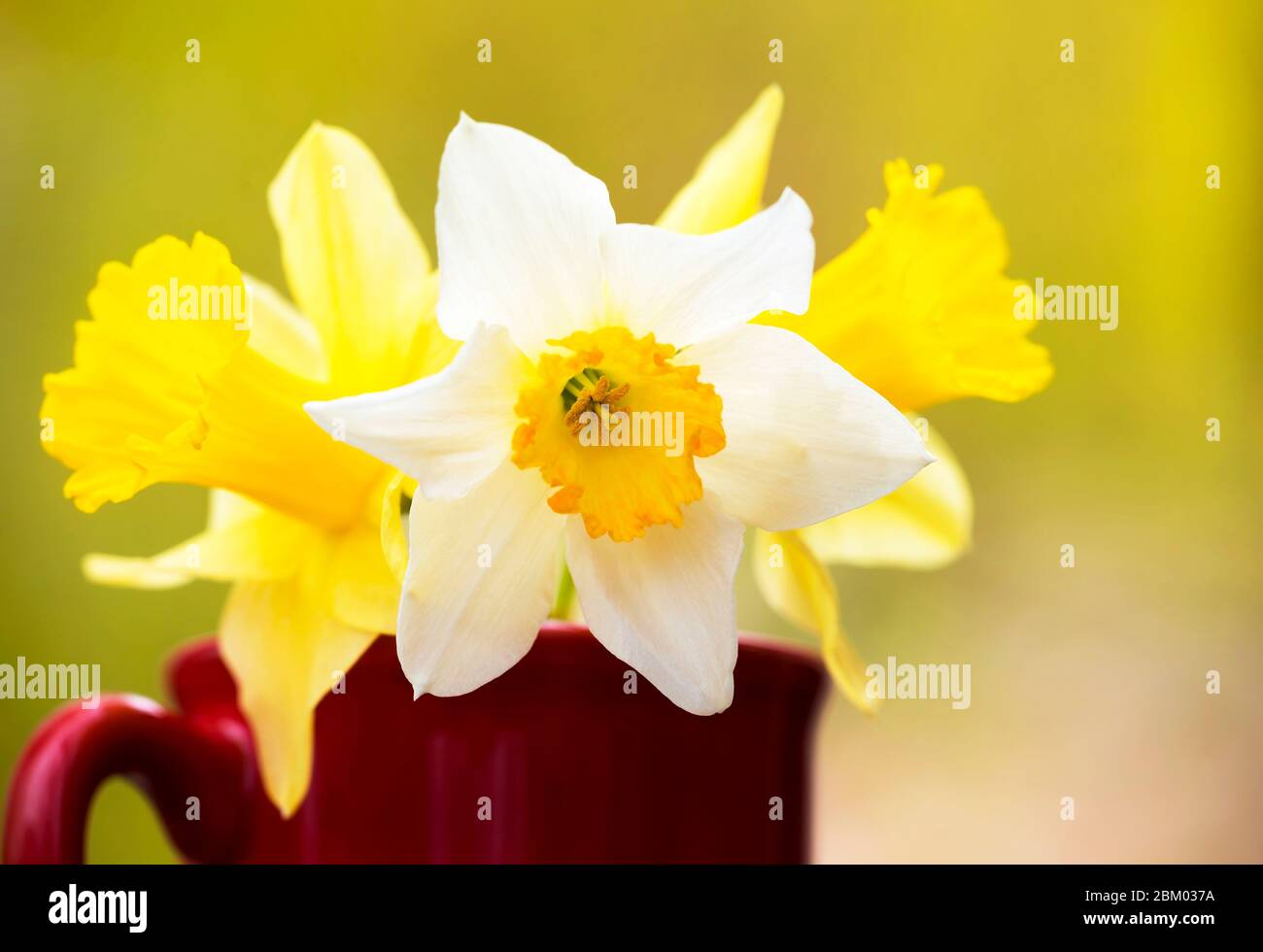 White and yellow Easter daffodil flowers in spring Stock Photo - Alamy