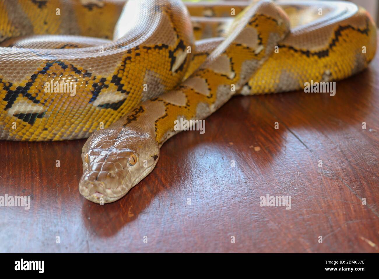 Portrait of a Albino reticulated python snake. Beautiful reptile. International Snake Day, July ...