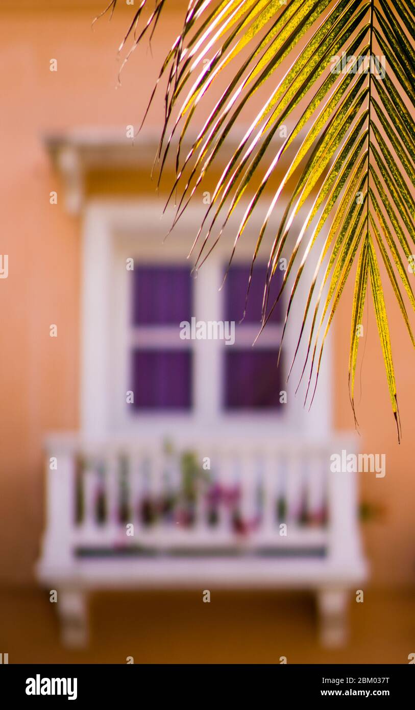 palm branch and balcony window in a colorful old house Stock Photo - Alamy