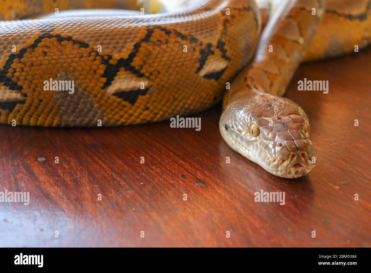 Portrait of a Albino reticulated python snake. Beautiful reptile ...