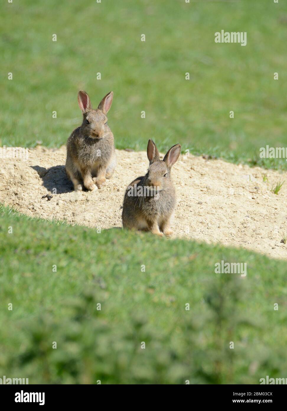 European wild rabbits hi-res stock photography and images - Alamy